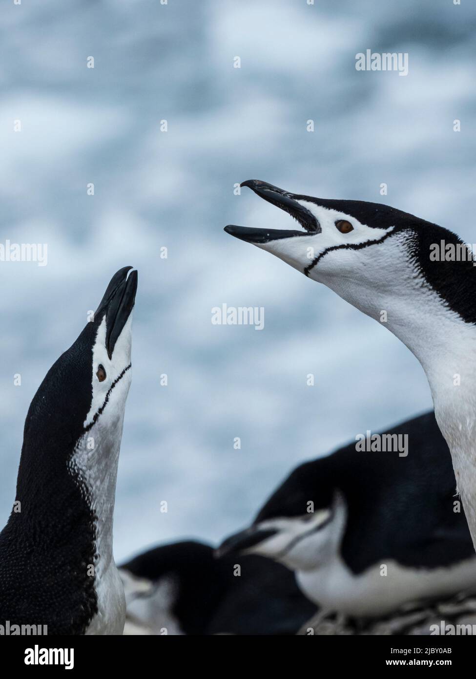 Chinstrap Penguins (Pygoscelis antarcticus) return through the surf ...