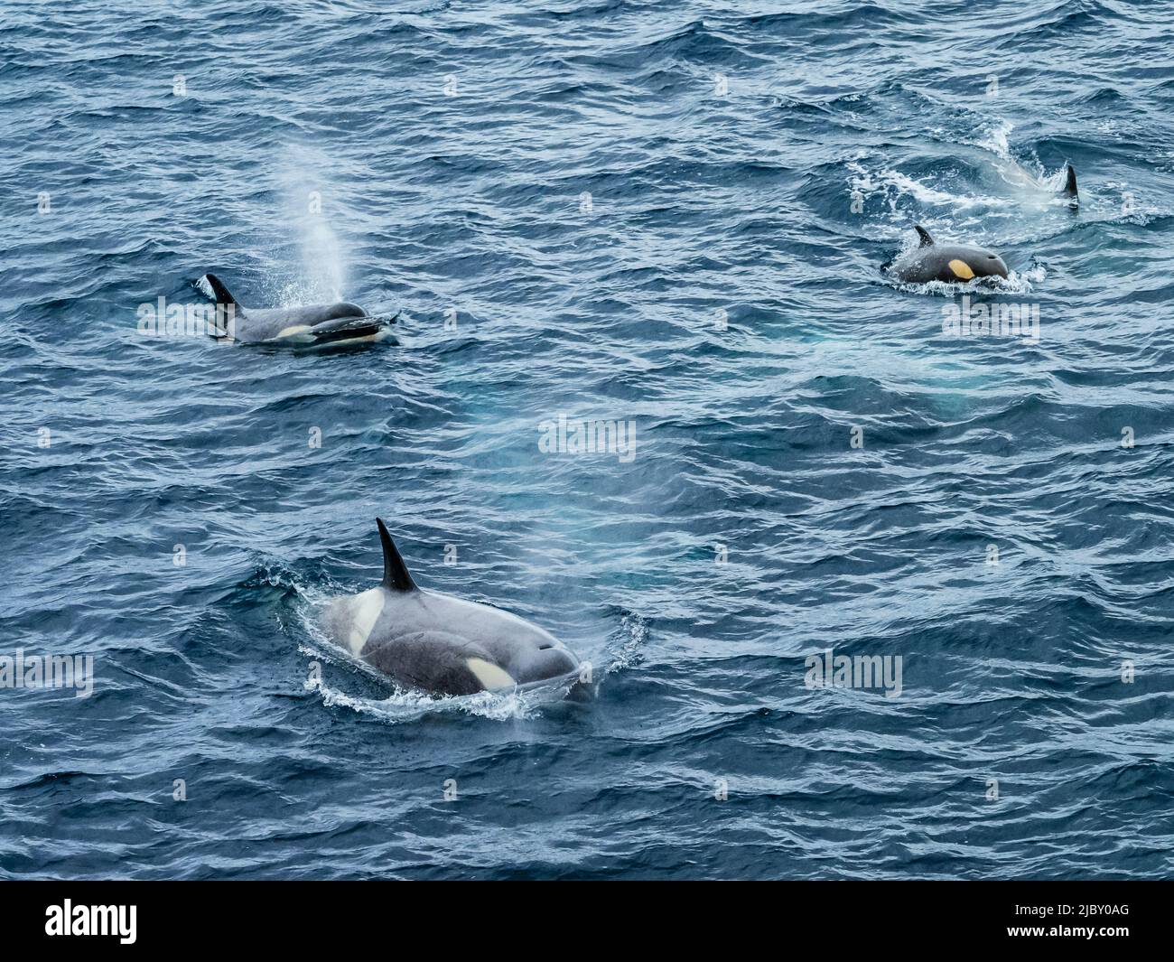 Type B Killer Whales (Orcas ocina) in Gerache Strait, Antarctica Stock ...