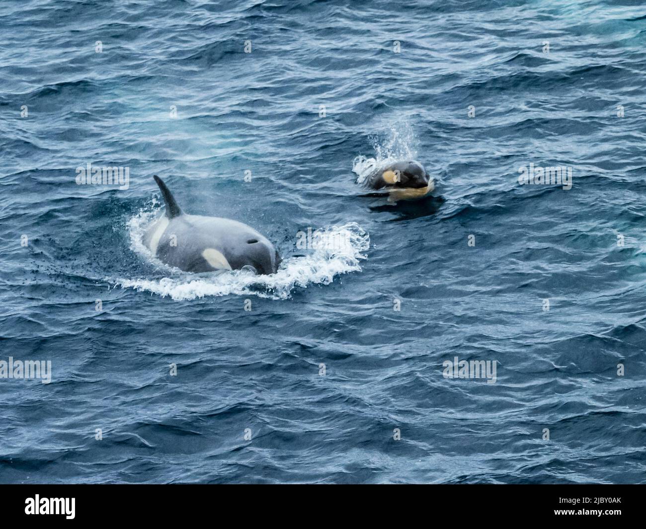 Type B Killer Whales (Orcas ocina) in Gerache Strait, Antarctica Stock ...