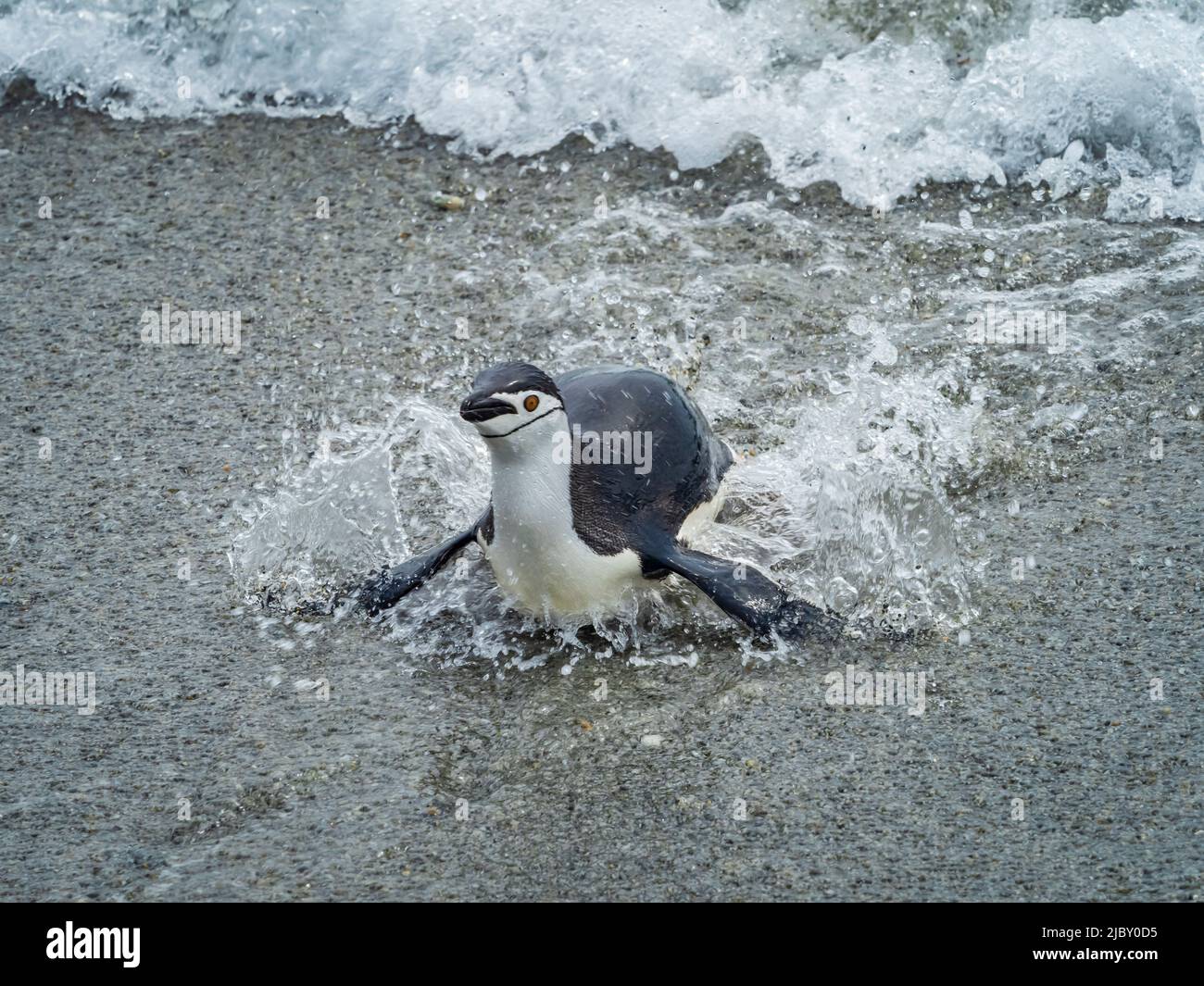 Chinstrap Penguin (Pygoscelis antarcticus) comong ashore, South Orkney ...