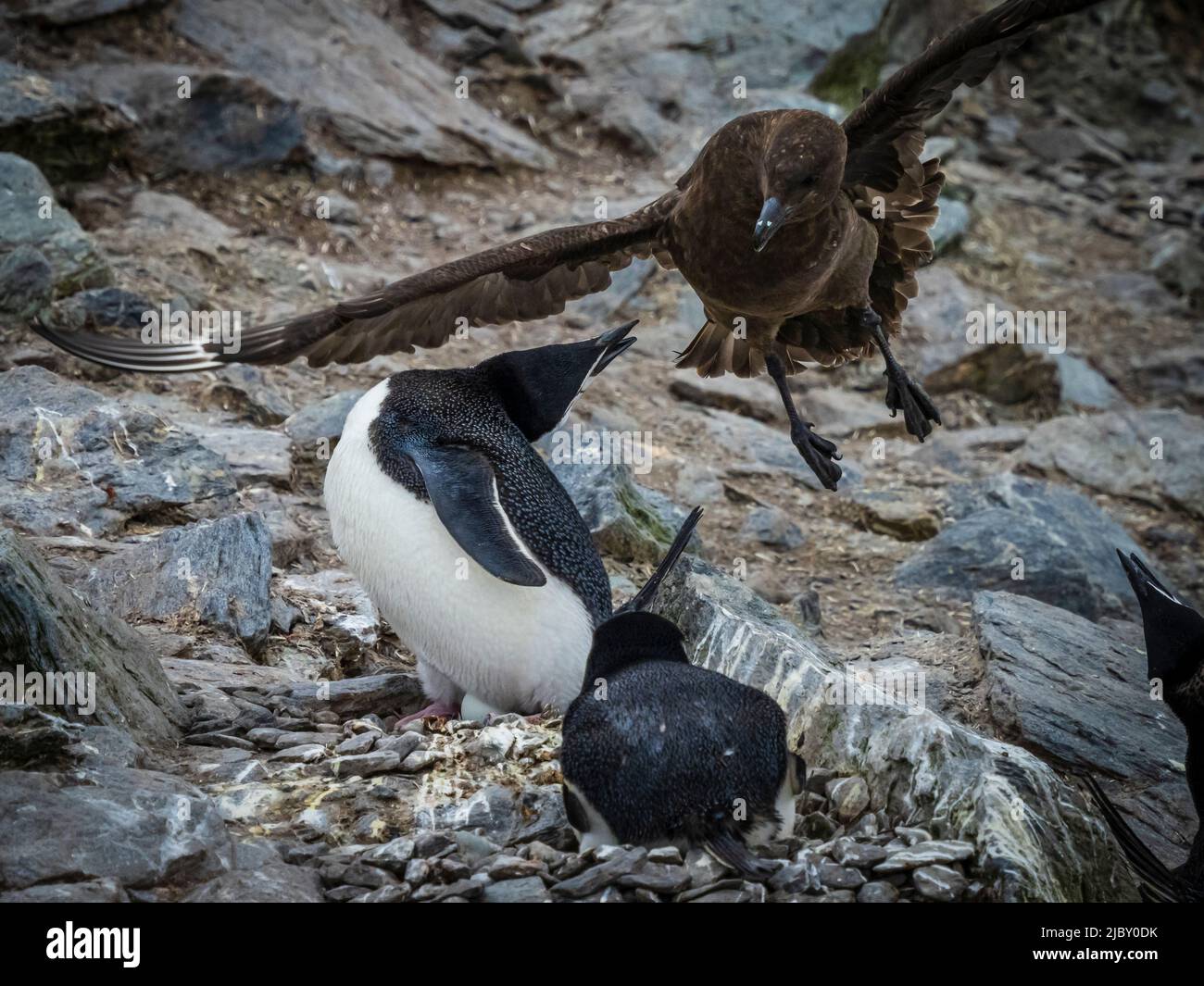 Chinstrap Penguins (Pygoscelis antarcticus) defending nest from South ...