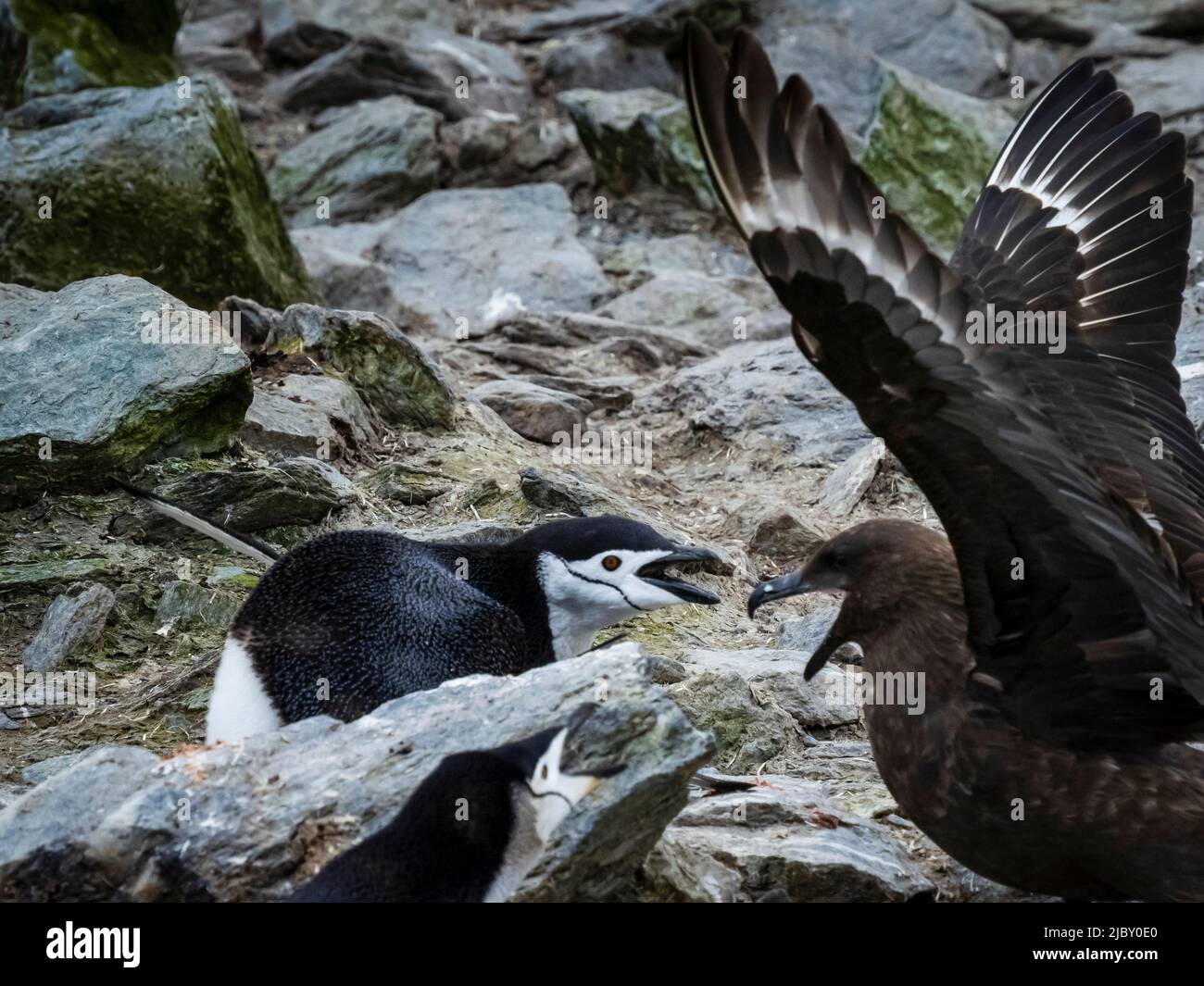 Bird defending nest hi-res stock photography and images - Alamy