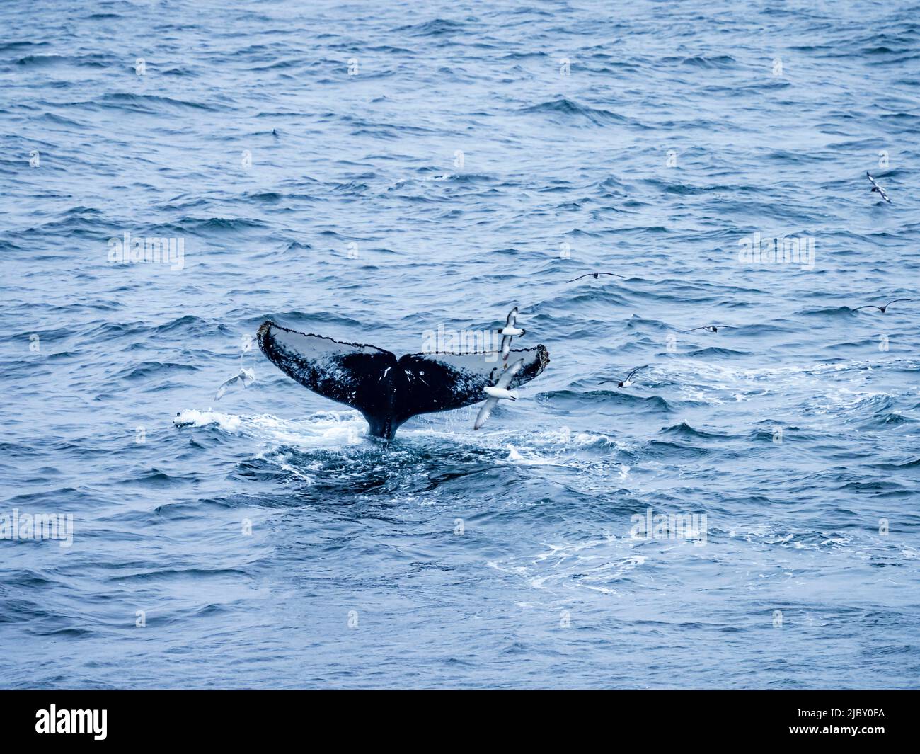 Humpback Whale (Megaptera novaeangliae) fluke near the Coronation ...