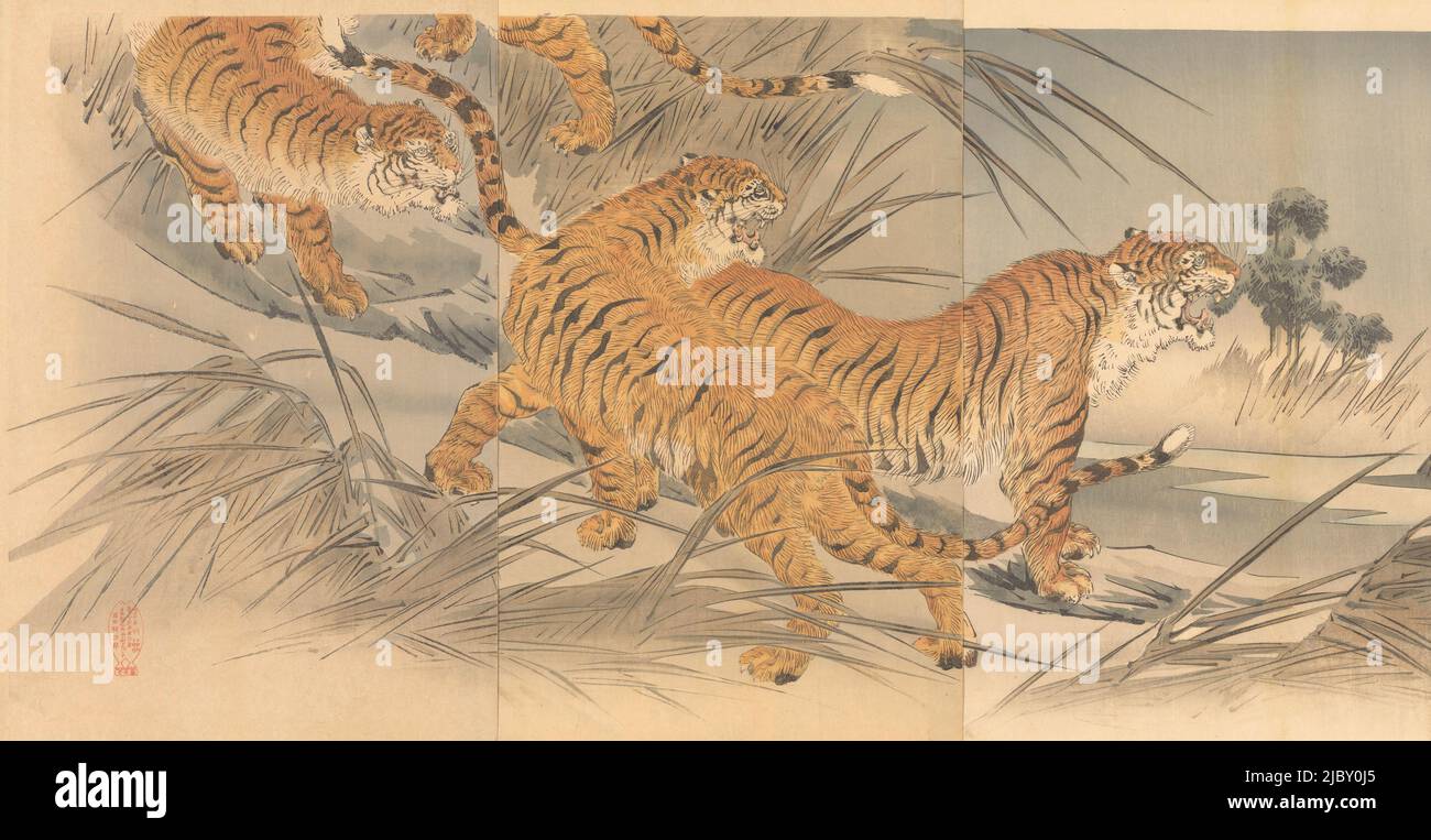 Group of tigers, turned to the right, between tall grass. Left part of ...