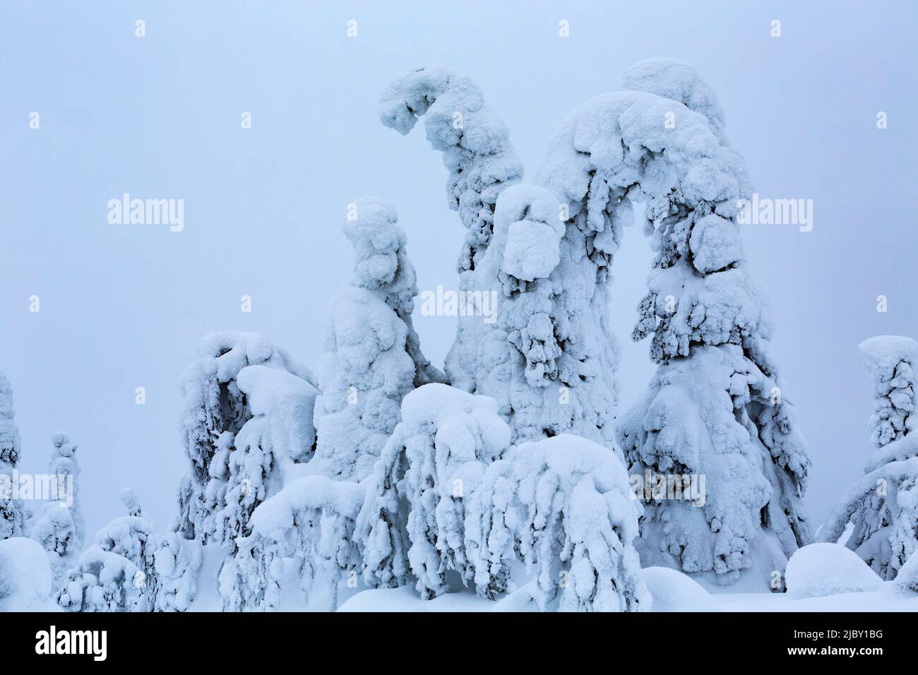 Close up of a Family of Trees intertwining Sentinels of Lapland ...