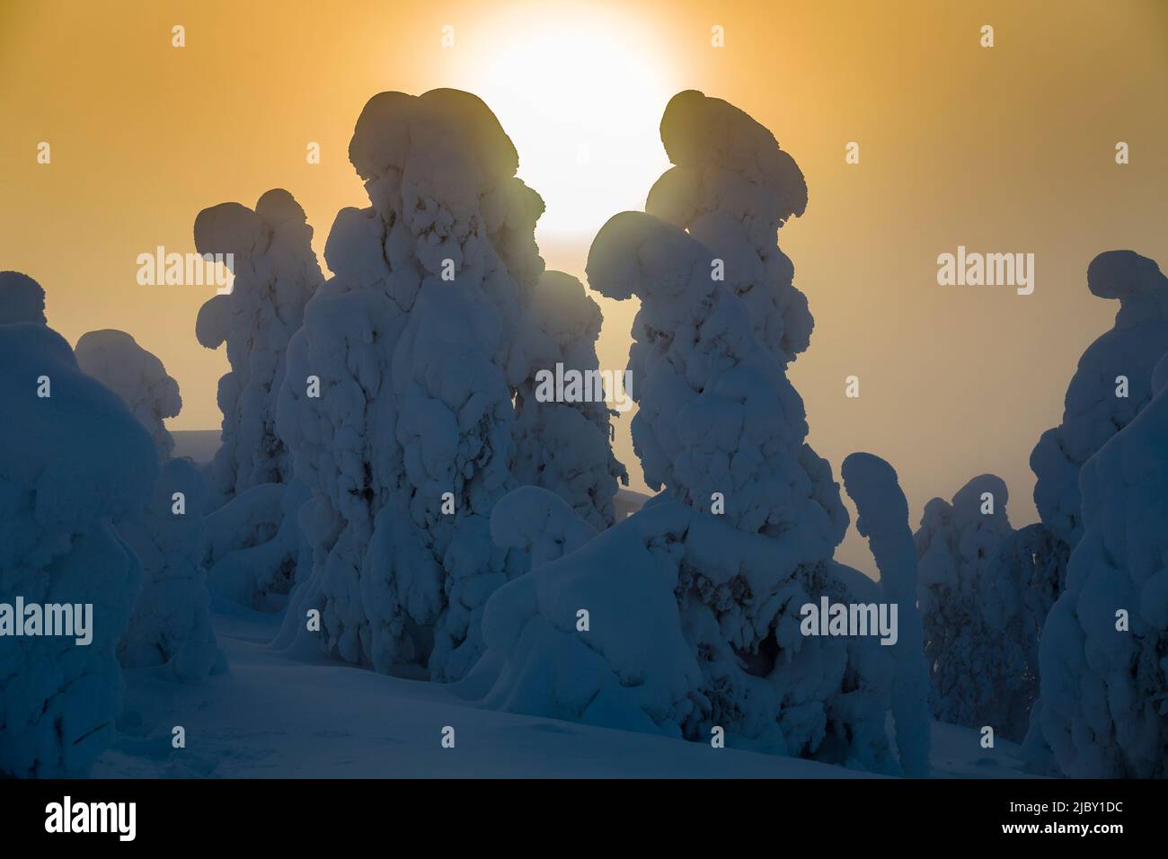 Sunrise over snow covered trees in Ruka. Finnish Lapland at Sunrise ...