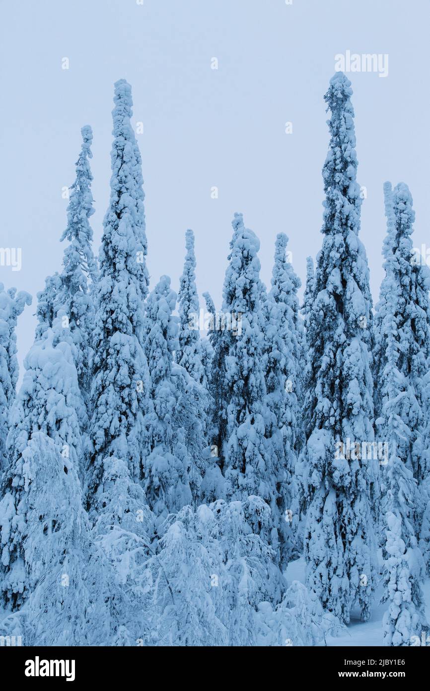 Fir Trees Standing at attention covered in snow, Finnish Lapland Stock ...