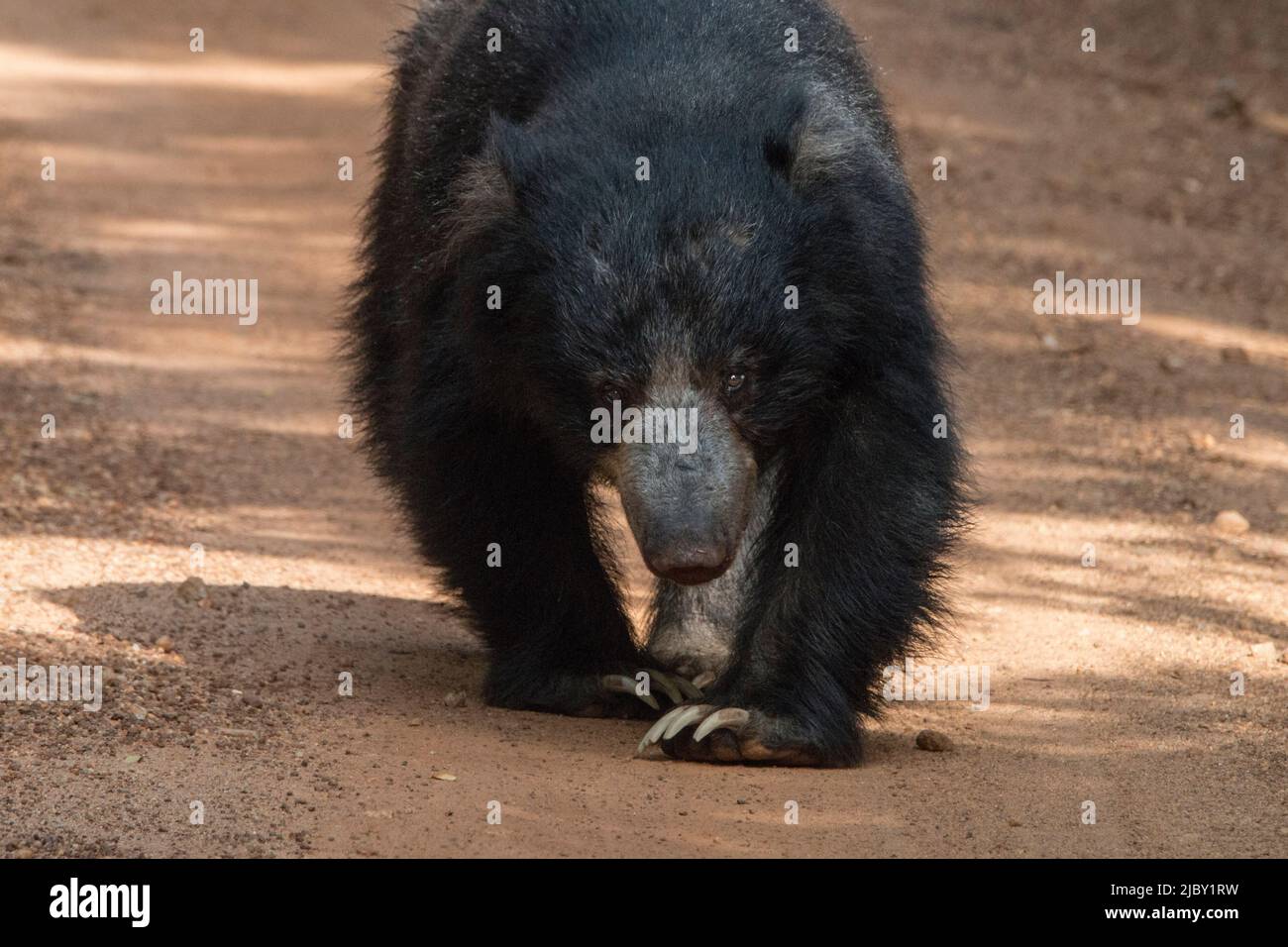 Sloth Bear in the Jungle Stock Photo - Alamy