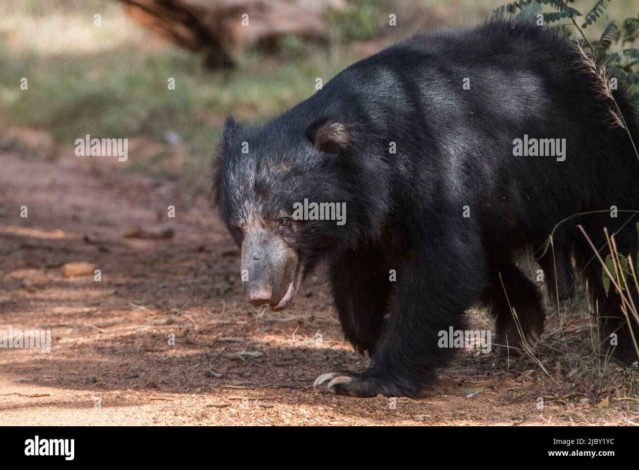Sloth Bear in the Jungle Stock Photo - Alamy