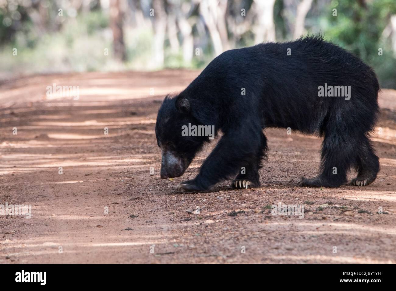 Sloth Bear in the Jungle Stock Photo - Alamy