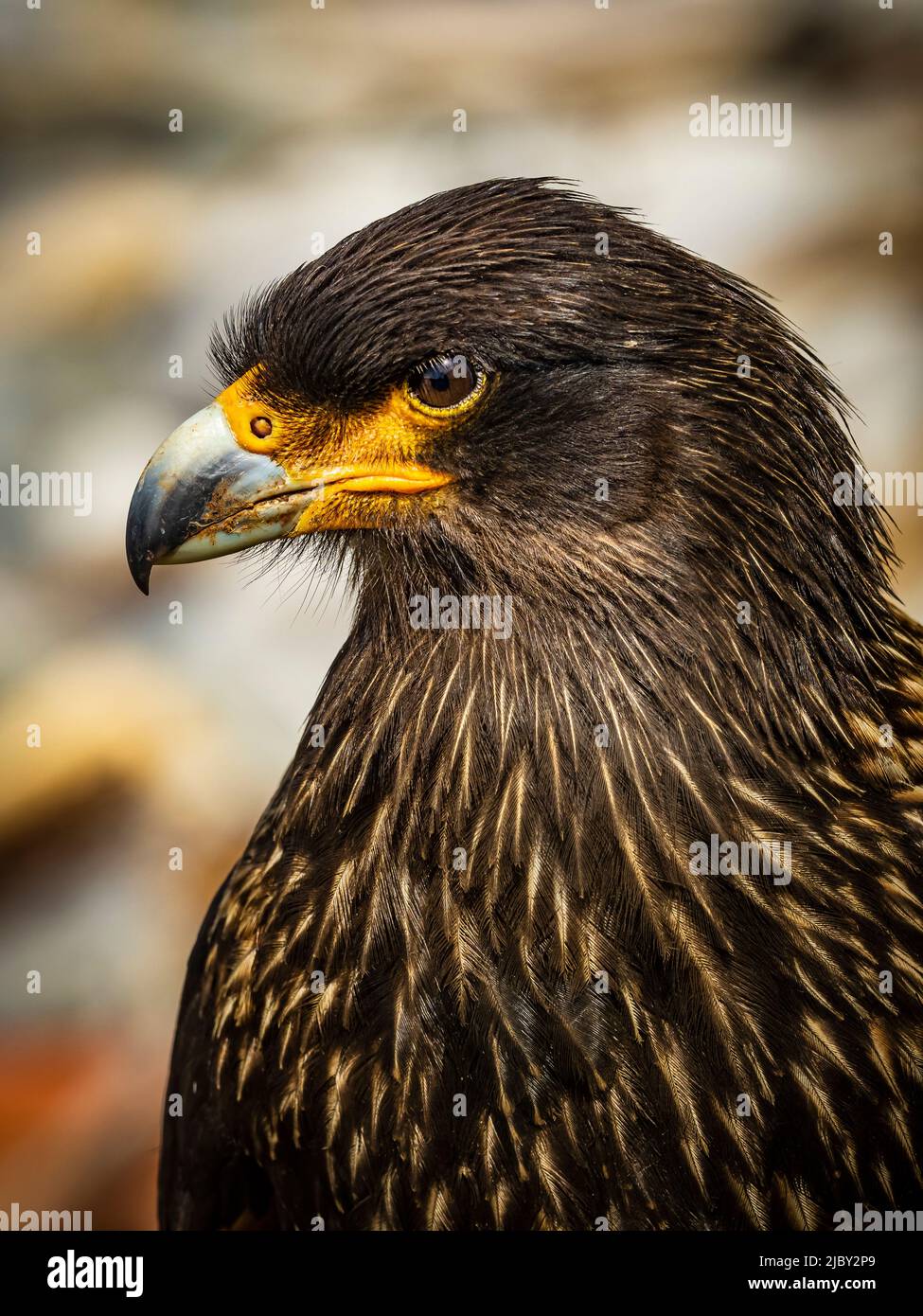 Johnny rook bird hi-res stock photography and images - Alamy