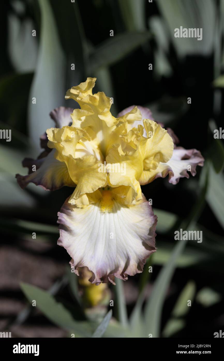Iris ring hi-res stock photography and images - Alamy