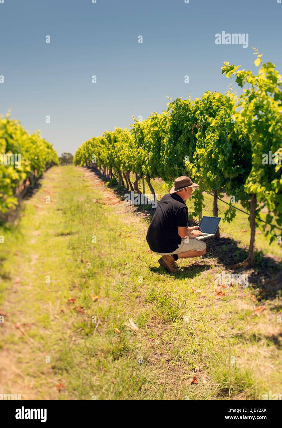 Winegrowing expert assessing and recording progress of grape crop in ...