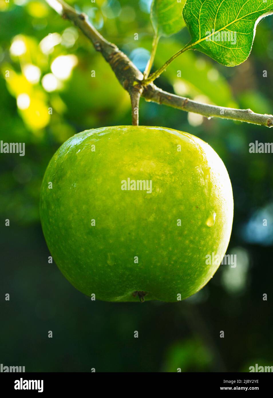 Fresh apple green colour hi-res stock photography and images - Alamy