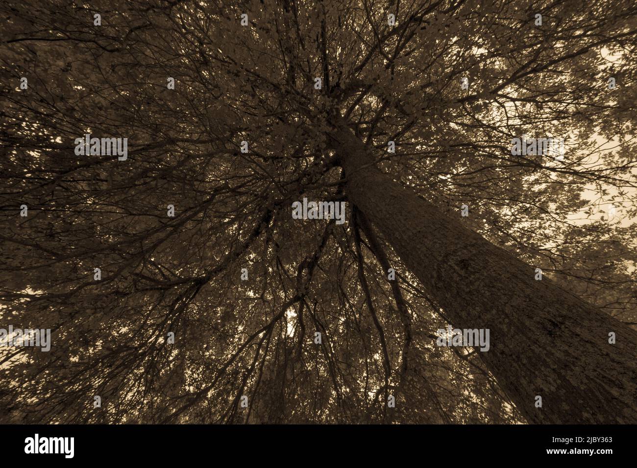 Monotone image hi-res stock photography and images - Alamy