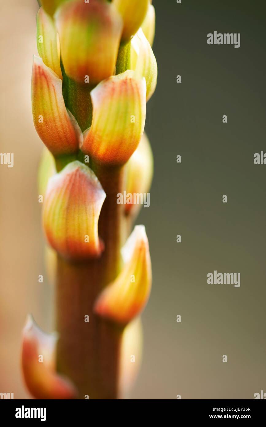 Close up of spike of Aloe Vera plant covered in flower buds Stock Photo ...