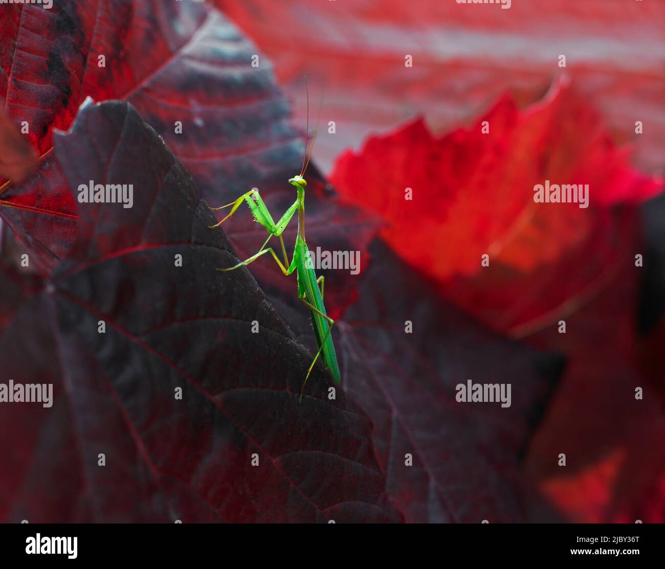 Red feelers hi-res stock photography and images - Alamy