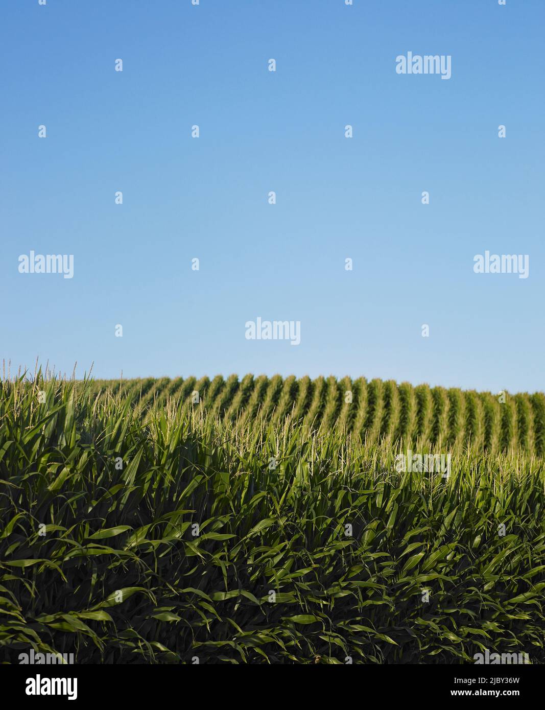 Horitculture hi-res stock photography and images - Alamy