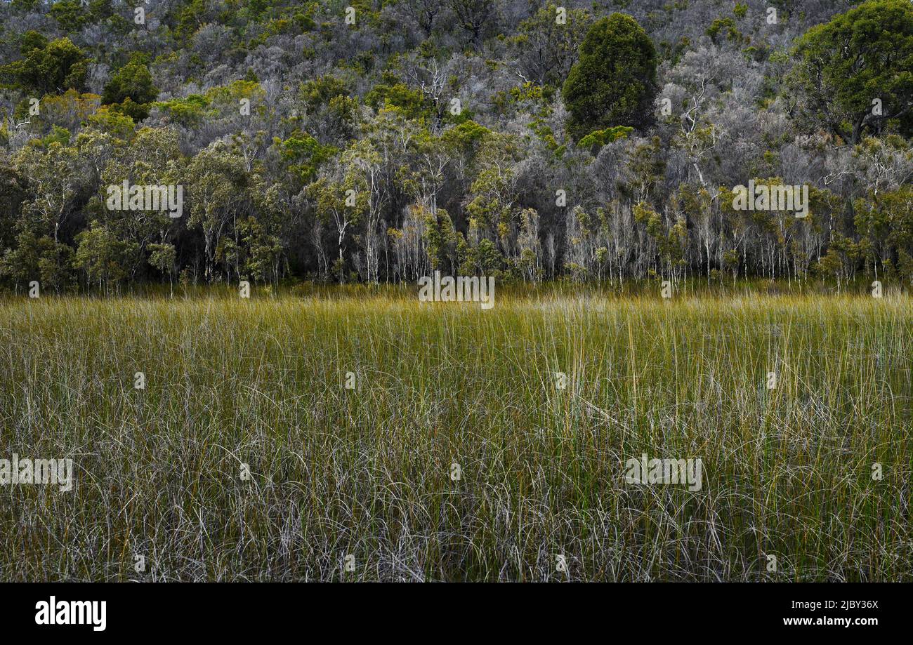 Natural Australian Bush and vegetation on Fraser Island - Australia ...
