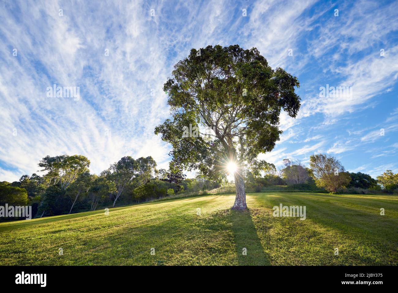 Afternoon sun shining through tree branches Stock Photo - Alamy