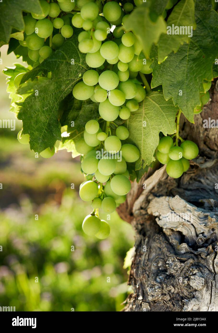 Old grapevine hi-res stock photography and images - Alamy