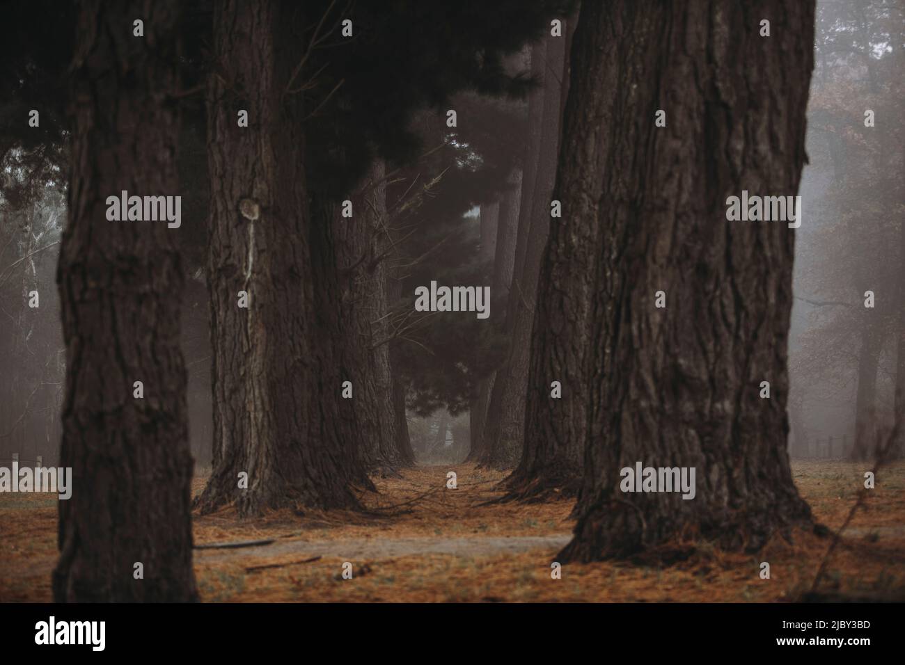 Rows of tree hi-res stock photography and images - Alamy