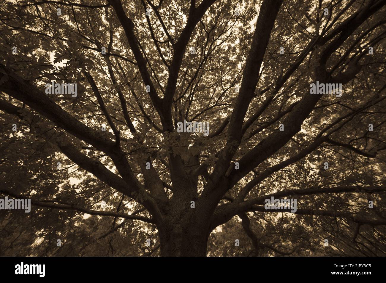 Moody seasonal low angle hi-res stock photography and images - Alamy