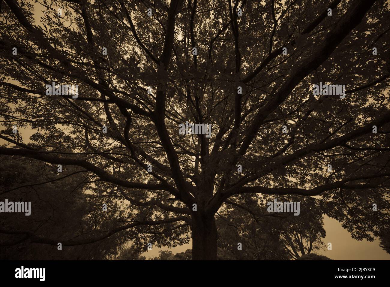 Low angle silhouette shot of moody tree Stock Photo - Alamy