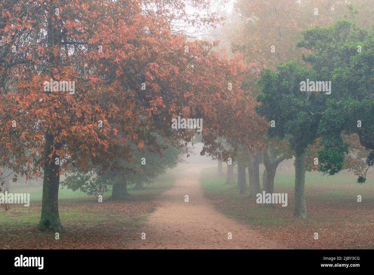 Colorful leaves, road and trees during Autumn season Stock Photo - Alamy