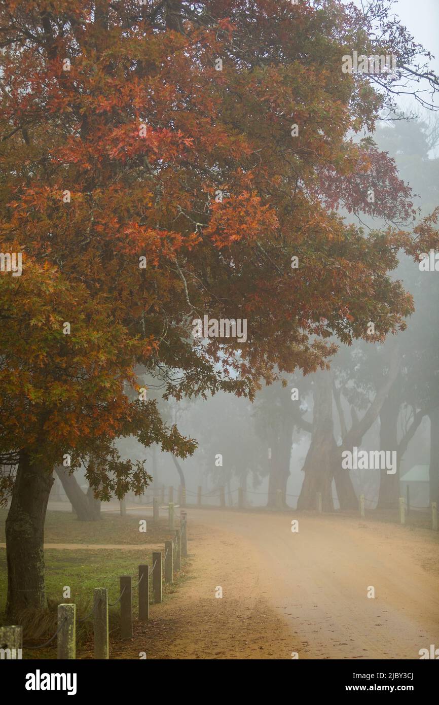 Colorful leaves, road and trees during Autumn season Stock Photo - Alamy