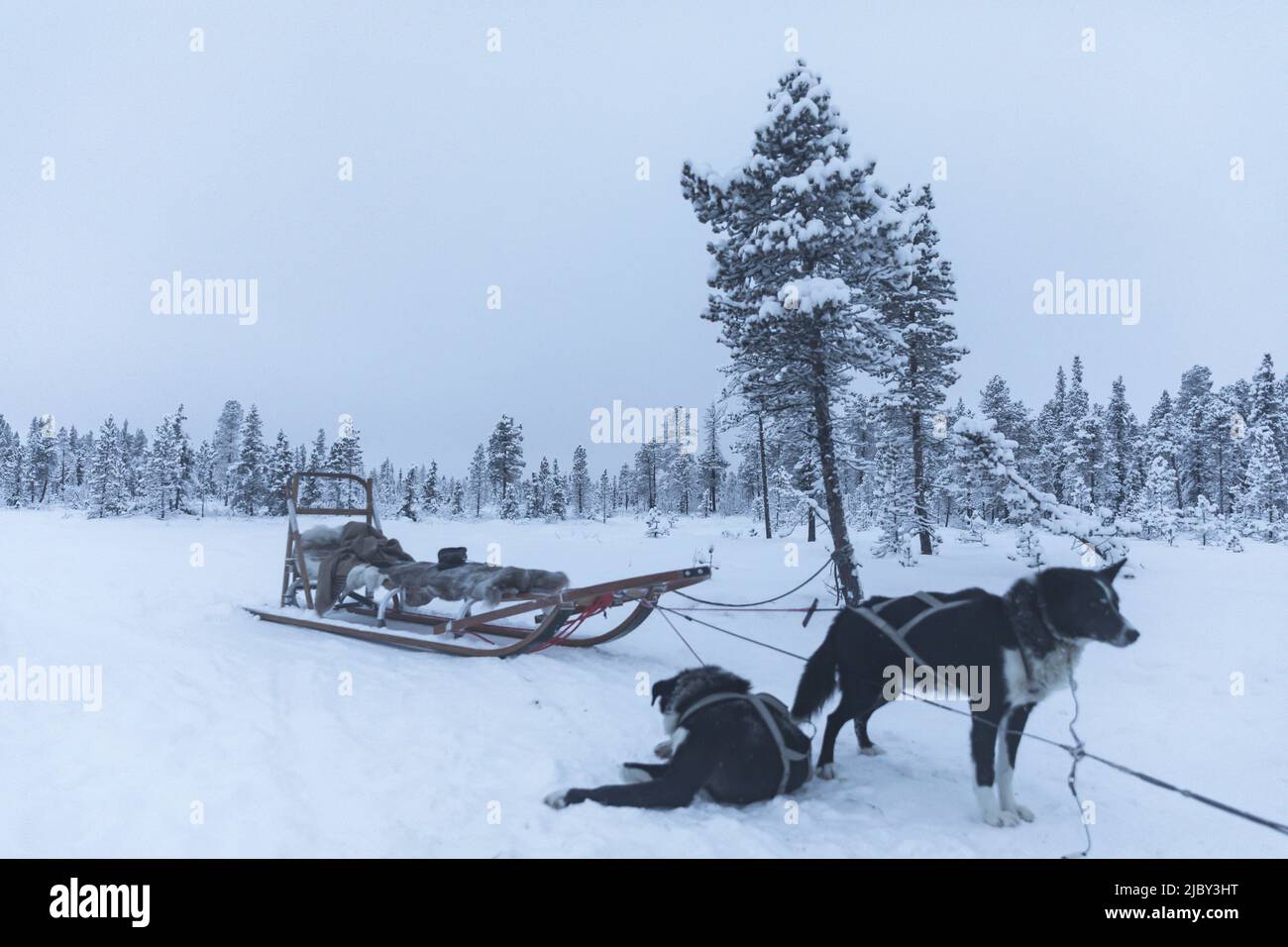 Two sled dogs and empty sled. Winter scene in Swedish Lapland Stock ...