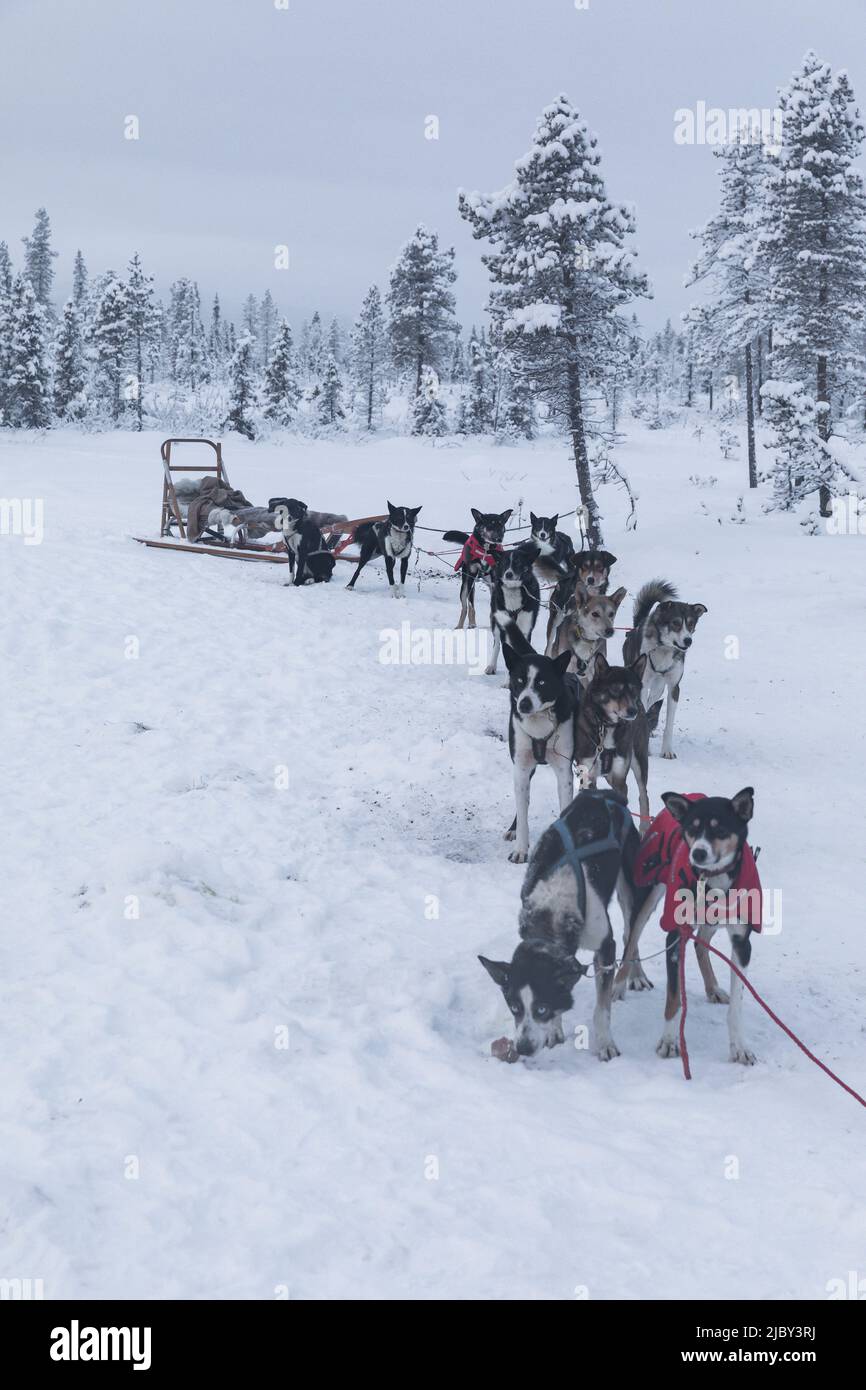 Swedish lapland animal hi-res stock photography and images - Alamy