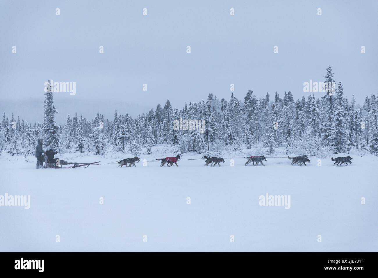 Musher and sled dogs. Winter scene in Swedish Lapland Stock Photo - Alamy