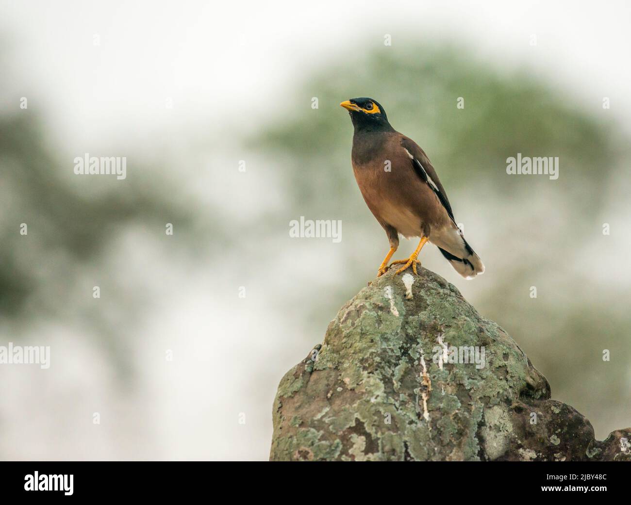 Common myna bird hi-res stock photography and images - Alamy