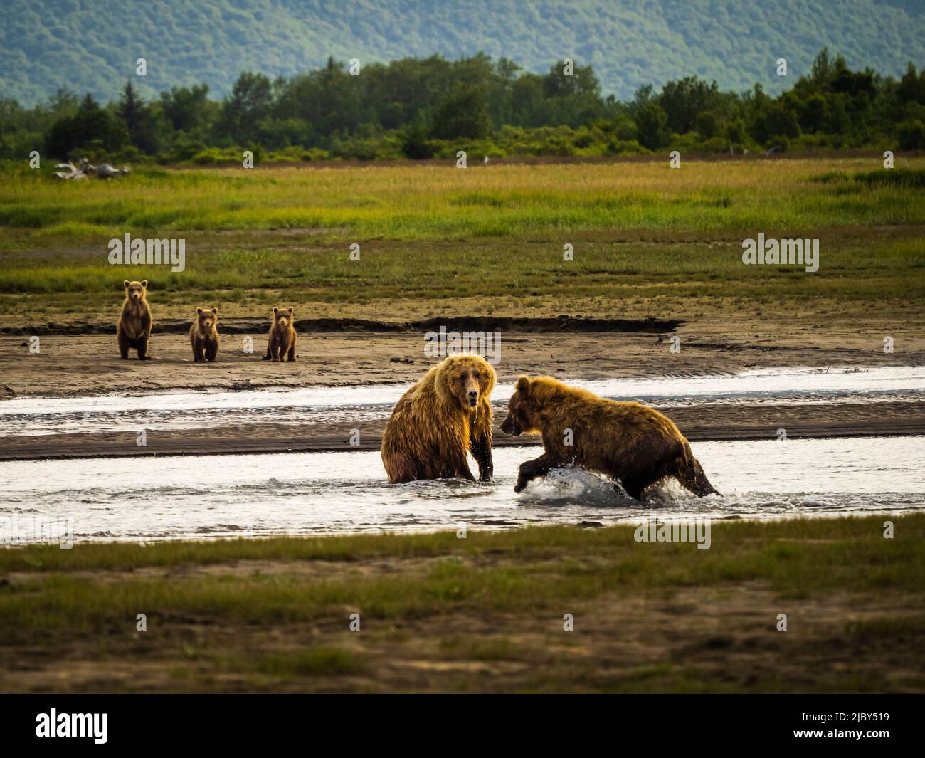 e cubs, confronts younger bear, Coastal Brown Bears (Ursus arctos ...