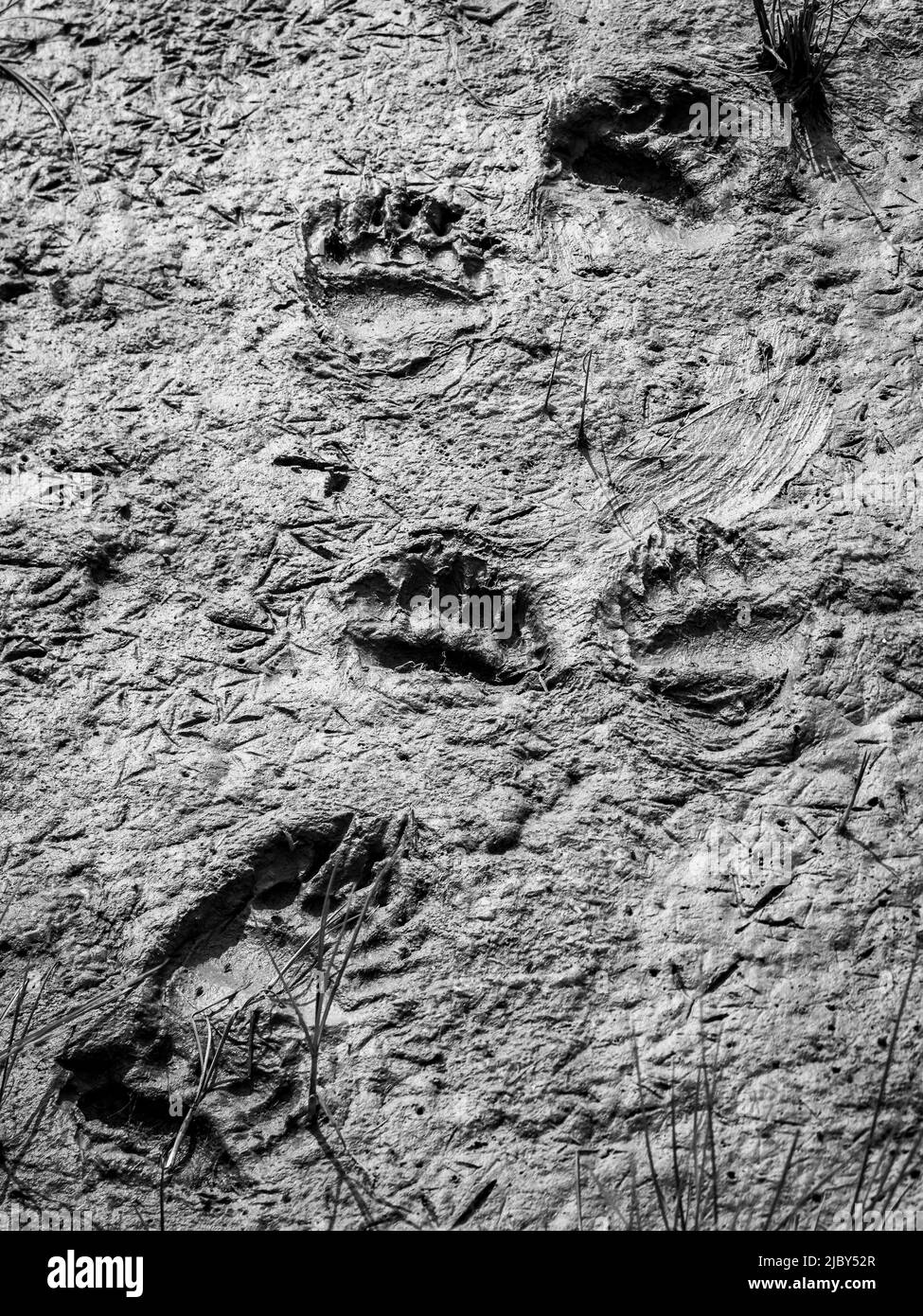 Wild animal tracks Black and White Stock Photos & Images - Alamy