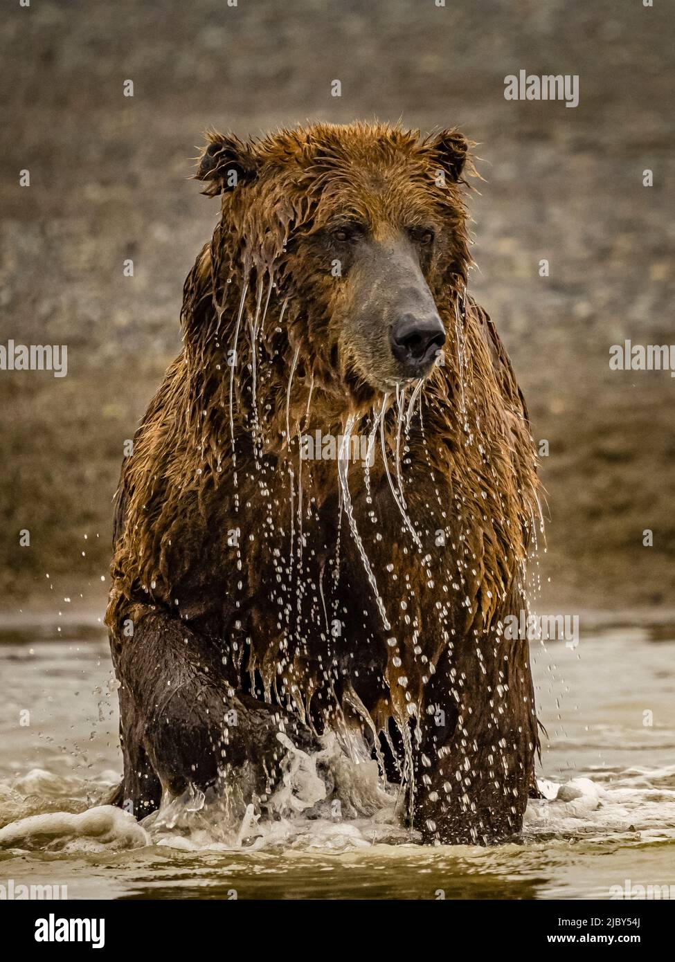 al Brown Bear (Ursus arctos horribilis) fishing for salmon in tidal ...