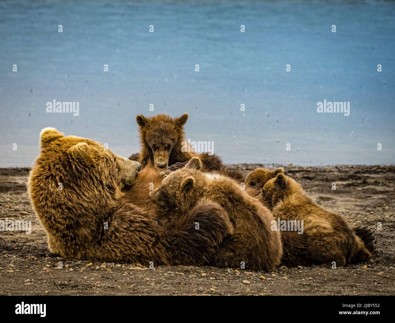Mom with four cubs nursing, Coastal Brown Bears (Ursus arctos ... Mom with four cubs nursing, Coastal Brown Bears (Ursus arctos ...