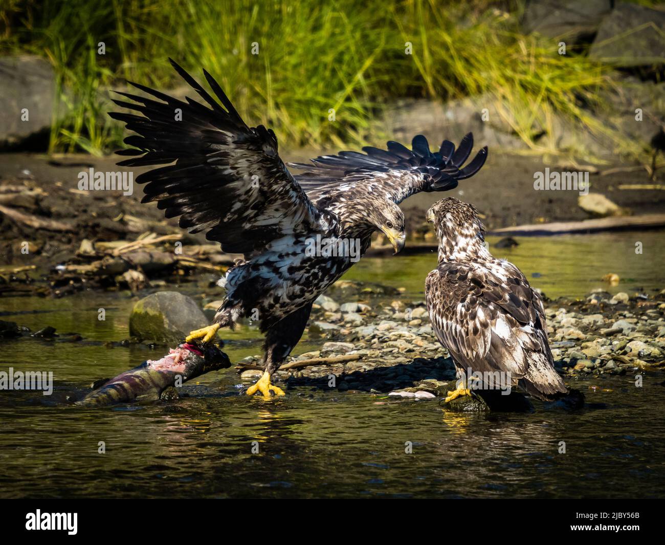 Bald Eagle (Haliaeetus leucocephalus) fishing along the shores of Auk ...