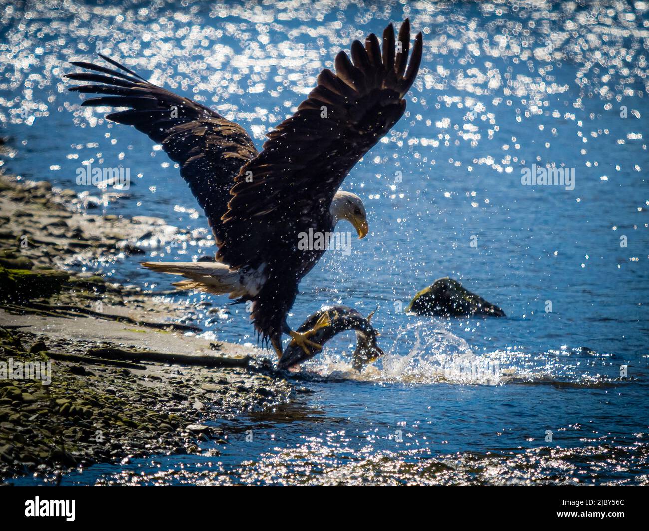Bald Eagle (Haliaeetus leucocephalus) fishing along the shores of Auk ...