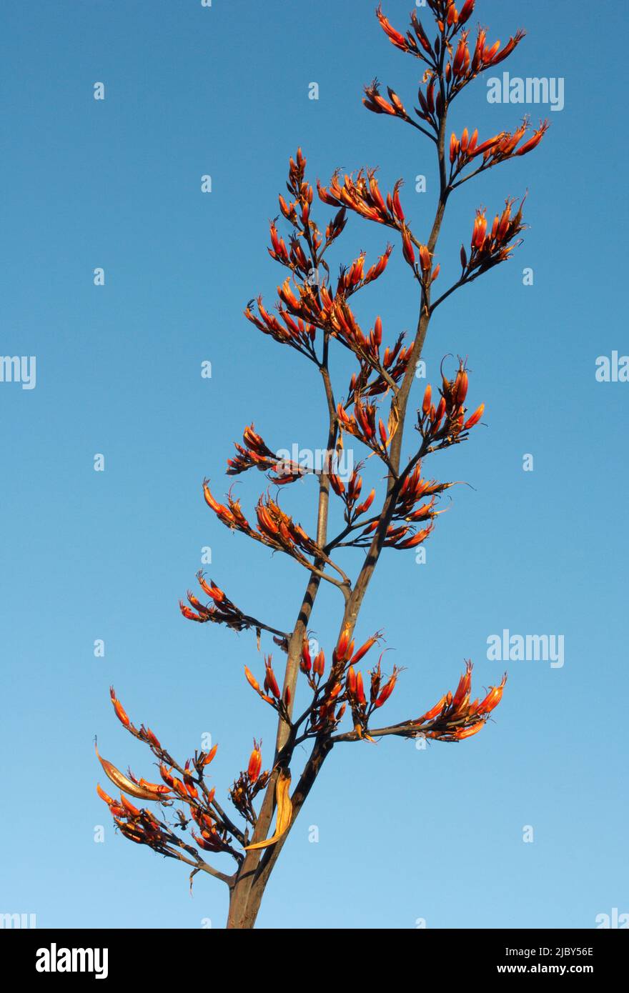 Harakeke hi-res stock photography and images - Alamy