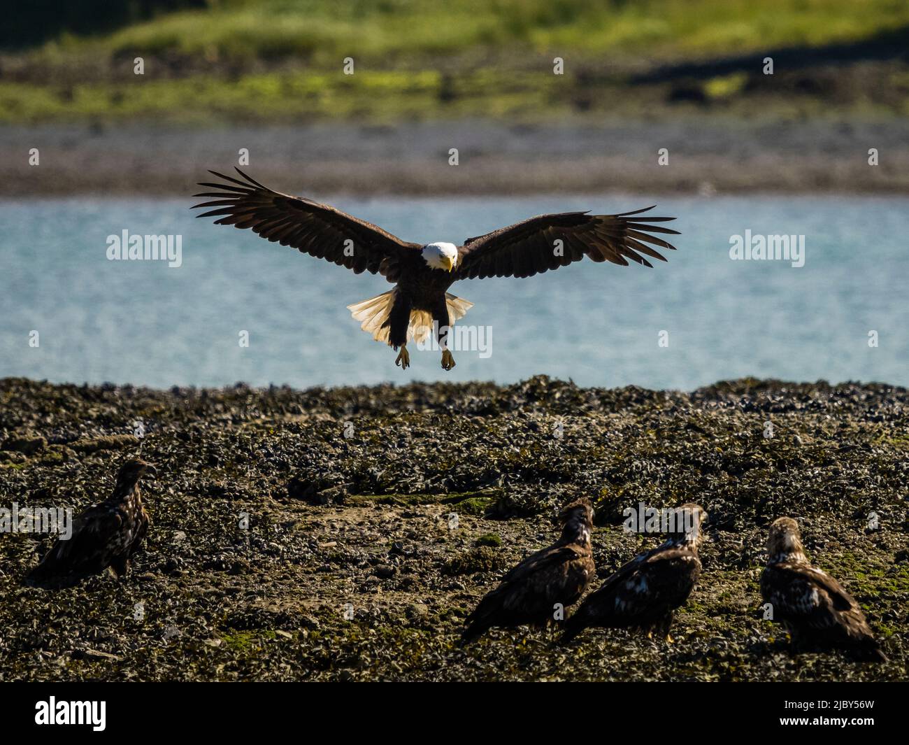 Bald Eagle (Haliaeetus leucocephalus) fishing along the shores of Auk ...