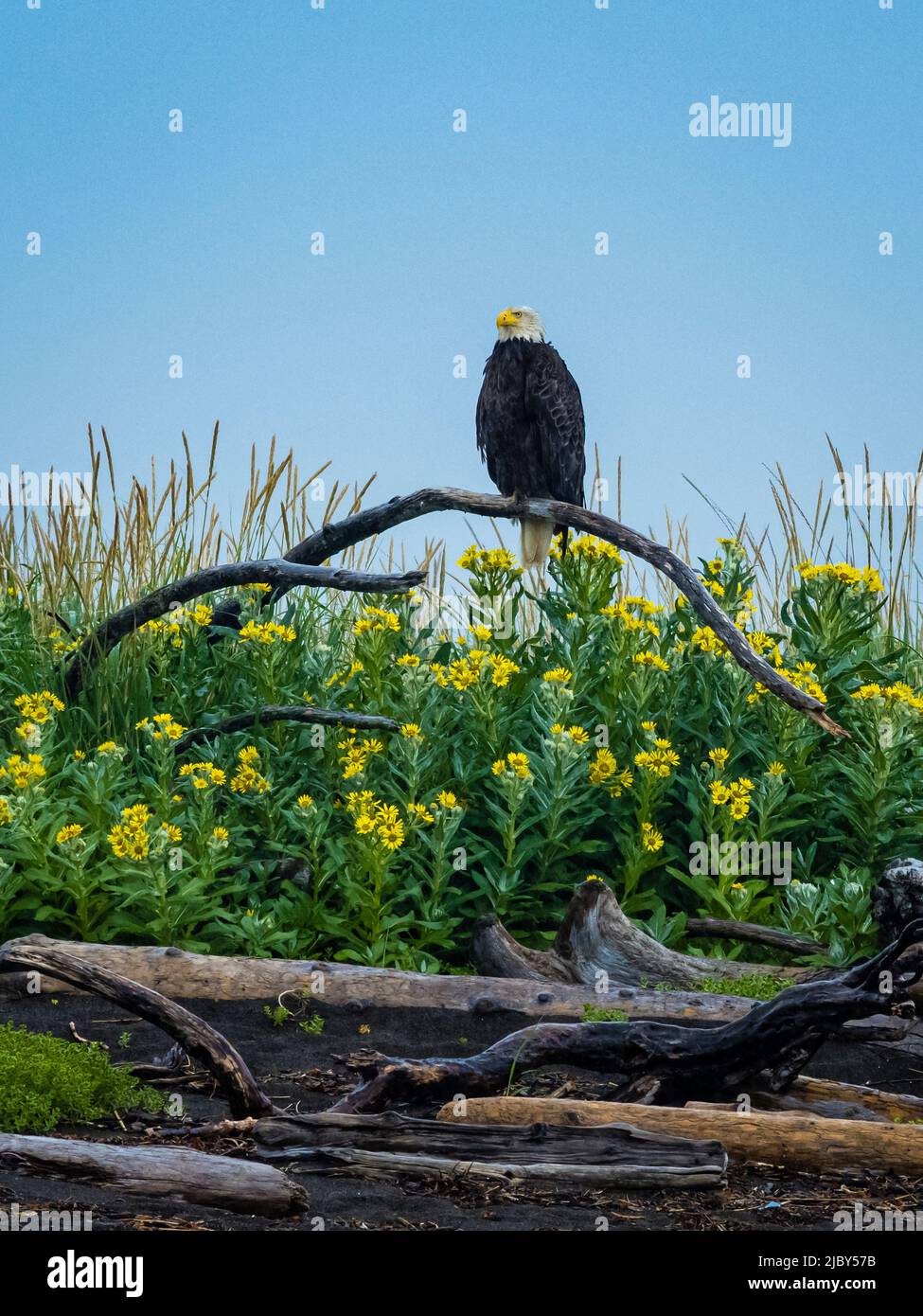 Bald Eagle (Haliaeetus leucocephalus) perched above beach wildflowers ...