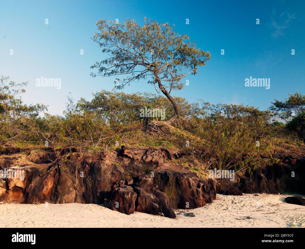 Trees growing on rocky cliffs on the coast of Fraser Island Stock Photo ...