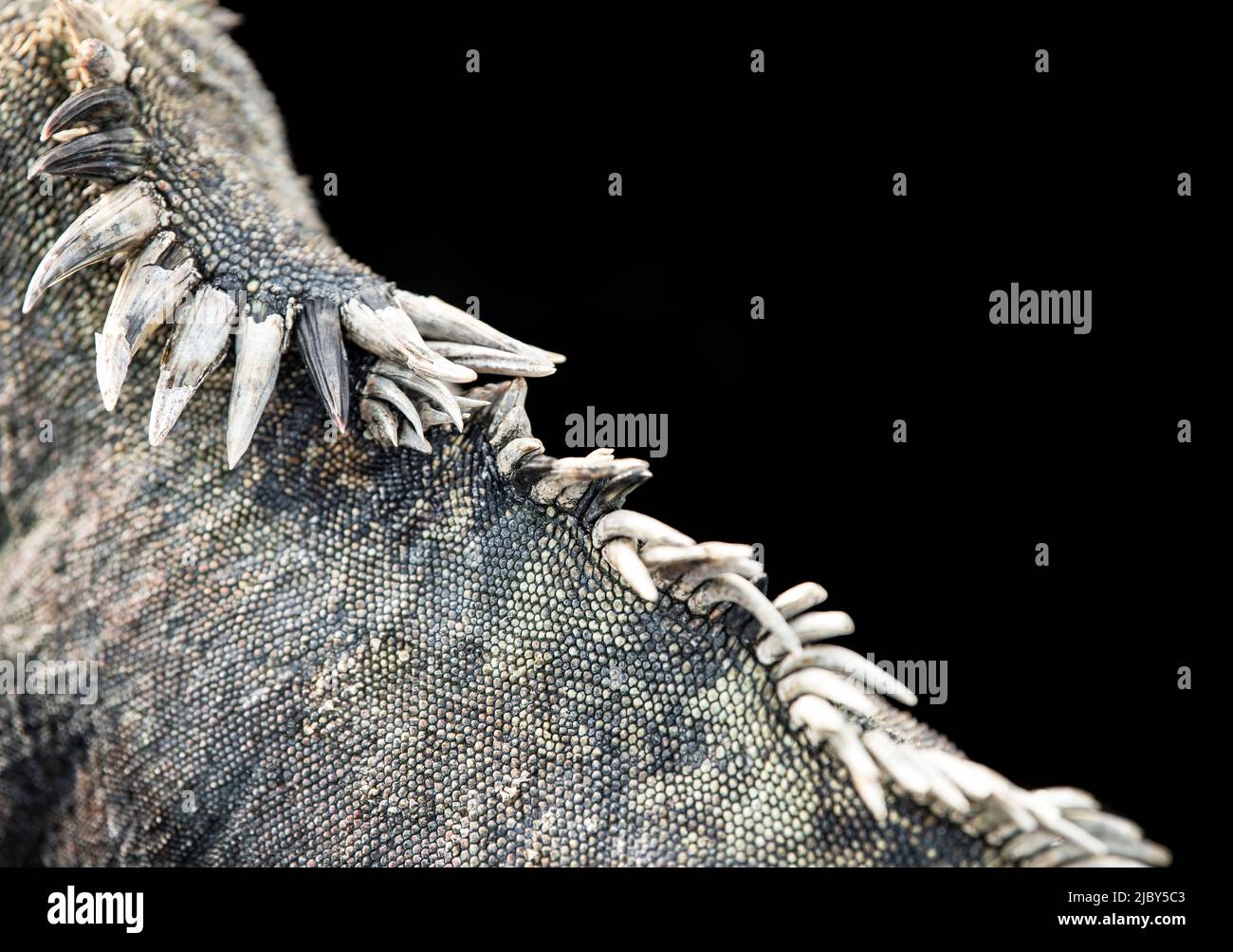 Detail of the spines on the back of a marine iguana Stock Photo - Alamy