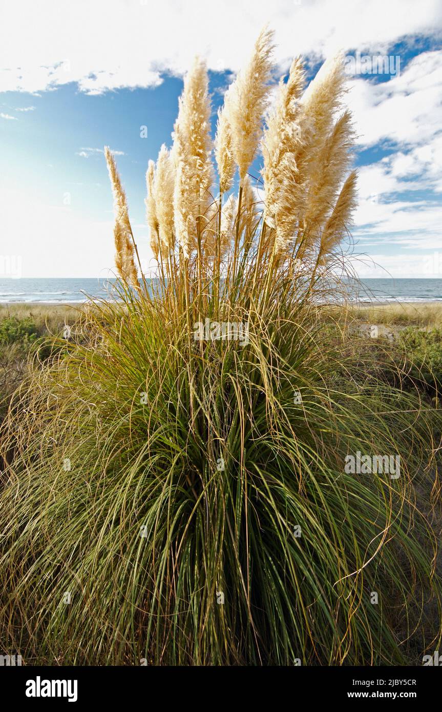 Toi toi in full bloom on coastal beach Stock Photo - Alamy