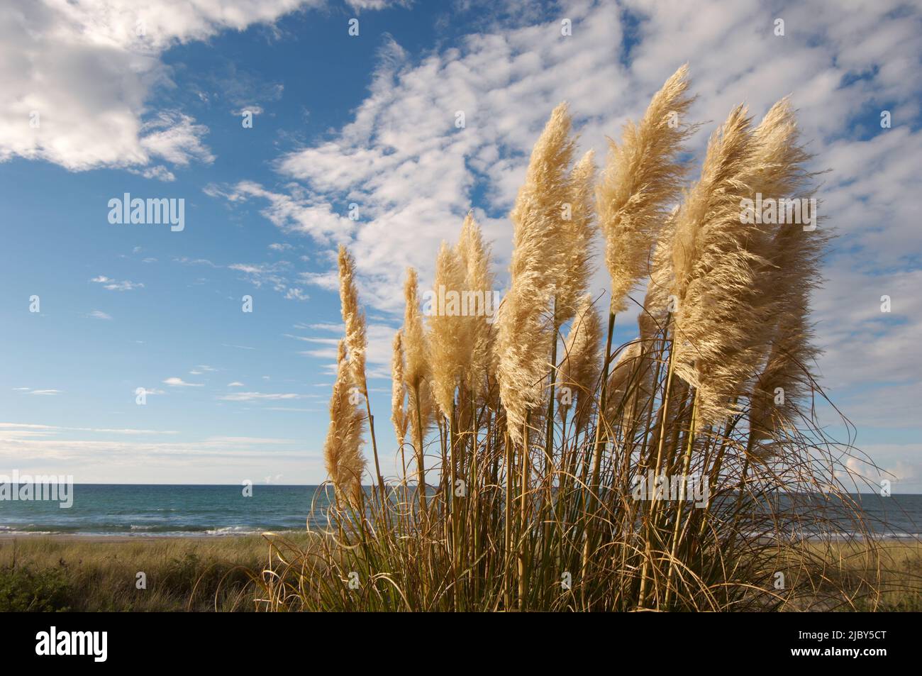 Toi toi grass hi-res stock photography and images - Alamy