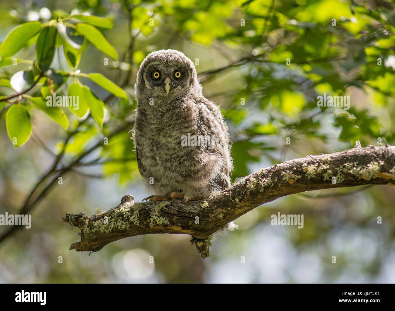A great gray owl chick/owlet (Strix nebulosa) on a madrone branch in ...