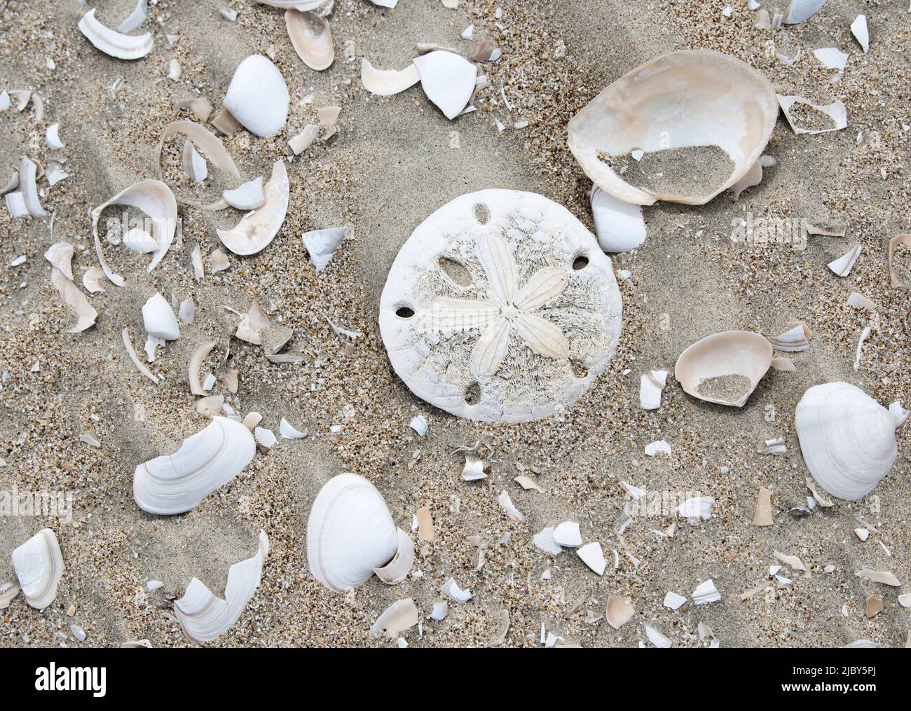 Scattered shells and sand dollar on Sand Dollar Beach, Isla Magdalena ...
