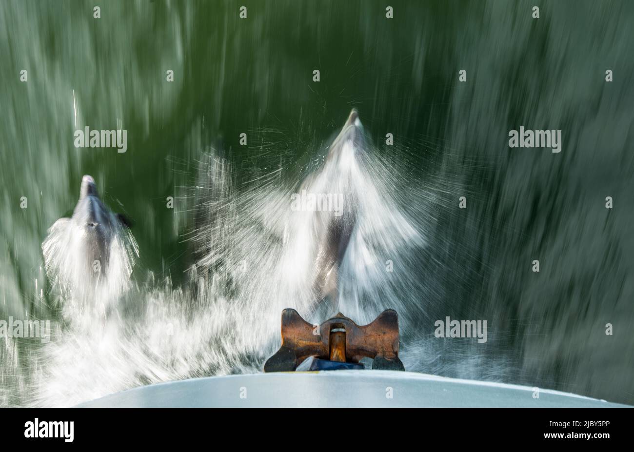 A group of bottlenose dolphins bow-ride the National Geographic Sea ...